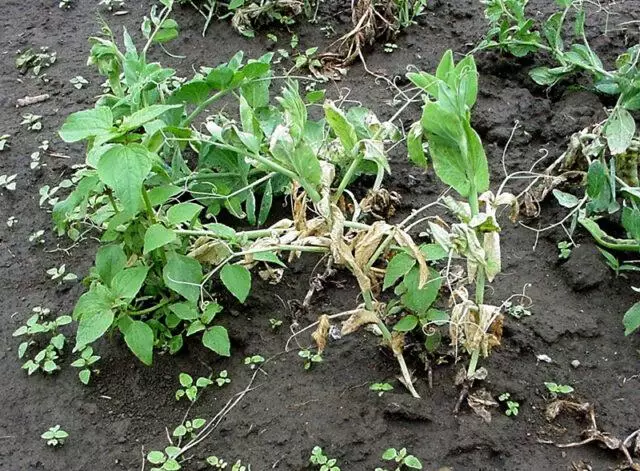 Peas Ambrosia: bayanin iri -iri, hotuna, sake dubawa, yadda ake shuka, tsayi 3060_10