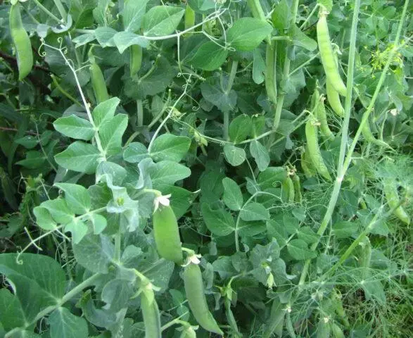 Peas Ambrosia: bayanin iri -iri, hotuna, sake dubawa, yadda ake shuka, tsayi 3060_2