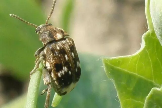 Peas Ambrosia: ລາຍລະອຽດແນວພັນ, ຮູບພາບ, ການທົບທວນຄືນ, ວິທີການປູກ, ຄວາມສູງ 3060_7