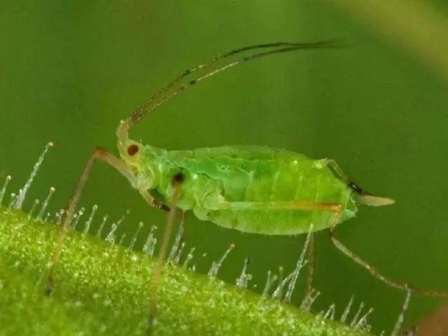 Peas Ambrosia: sharraxaadda kala duwan, sawirrada, dib u eegista, sida loo beero, dhererka 3060_8