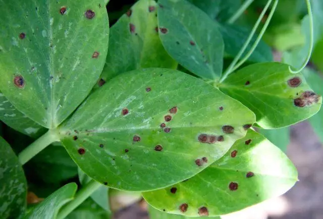 Peas Ambrosia: sharraxaadda kala duwan, sawirrada, dib u eegista, sida loo beero, dhererka 3060_9