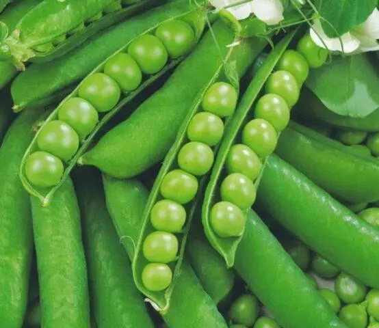 Peas Alpha: ລາຍລະອຽດຂອງແນວພັນ, ຮູບພາບ, ການທົບທວນຄືນ, ການຂະຫຍາຍຕົວຈາກແກ່ນ, ເວລາທີ່ຈະປູກ 3062_1