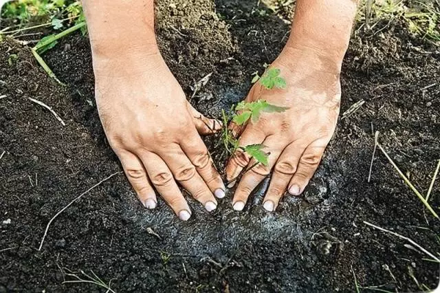 ඇස්ටිල්බා: විවෘත භූමියේ සිටුවීම සහ රැකබලා ගැනීම 3065_10