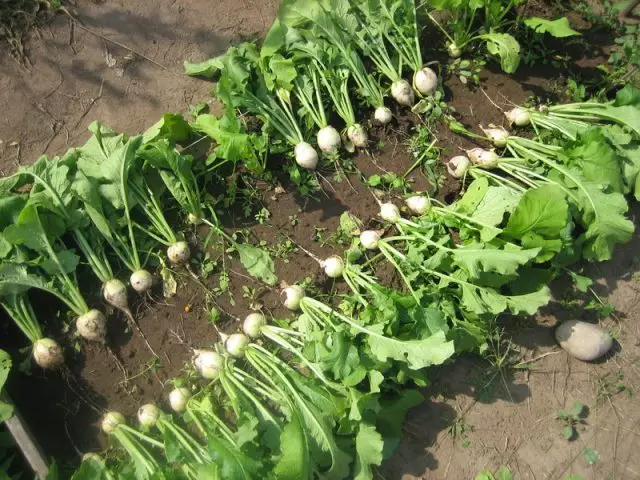 Hoe daikon te bewaren voor de winter: thuis, in de kelder 3072_2