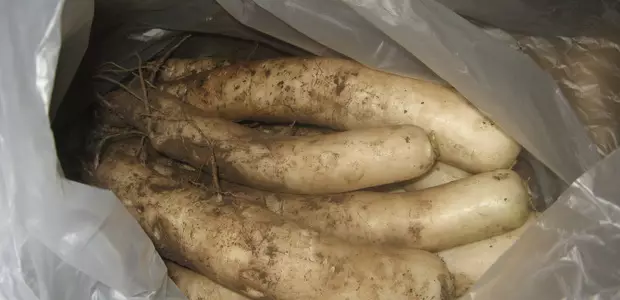 Como guardar daikon para o inverno: em casa, na adega 3072_4