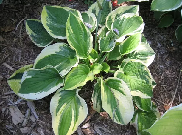 Hosta Brim Cup (Brim Cup): beskrivelse af sorten, foto, plantning og pleje, reproduktion 3078_1