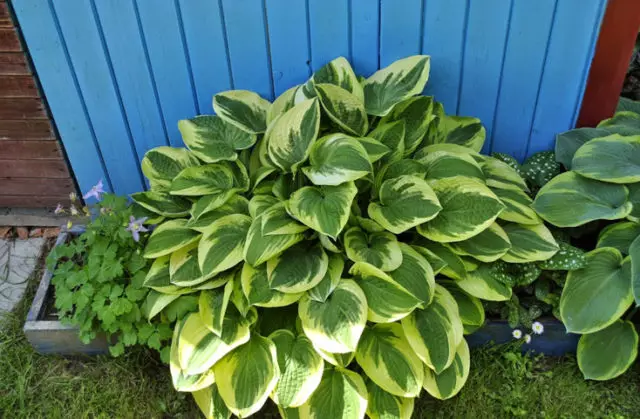 Hosta Brim Cup (Copa): descrição da variedade, foto, plantio e cuidado, reprodução 3078_2