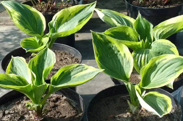 Hosta Brim Cup (Brim Cup): beskrivelse af sorten, foto, plantning og pleje, reproduktion 3078_3