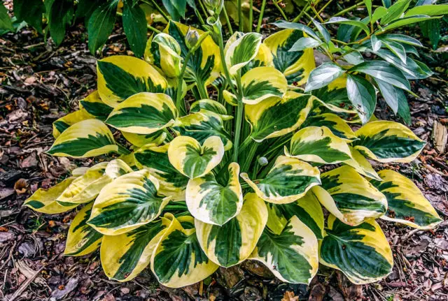 Hosta Brim Cup (Brim Cup): opis sorte, fotografija, sadnja i njega, reprodukcija 3078_4