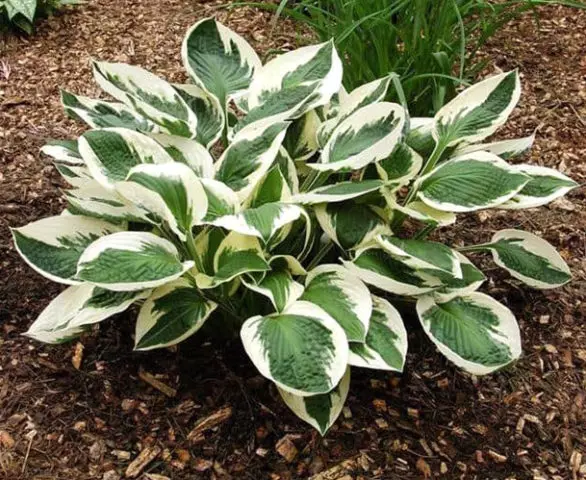 Hosta Brim Cup (Brim Cup): περιγραφή της ποικιλίας, φωτογραφία, φύτευση και φροντίδα, αναπαραγωγή 3078_5