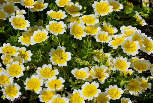 Annuali senza pretese che fioriscono per tutta l'estate senza piantine