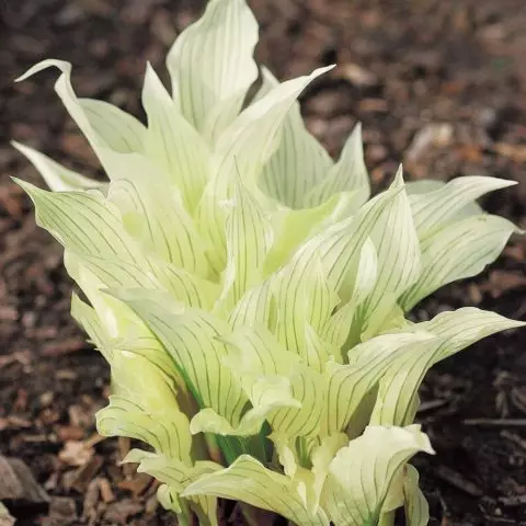 Hosta White Feather (White Feathers, White Feather): Pflanzung und Pflege, Kultivierung, Fortpflanzung 3080_1