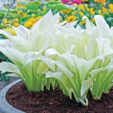 Hosta White Feather (Pene albe, pene albe): plantare și îngrijire, cultivare, reproducere 3080_2