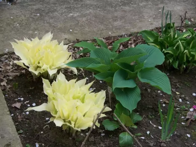 Hosta White Feather (ขนนกสีขาว, ขนนกสีขาว): การปลูกและการดูแล, การเพาะปลูก, การสืบพันธุ์ 3080_3