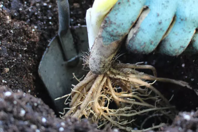 Hosta White Feather (White Feathers, White Feather): planten en verzorgen, teelt, reproductie 3080_4