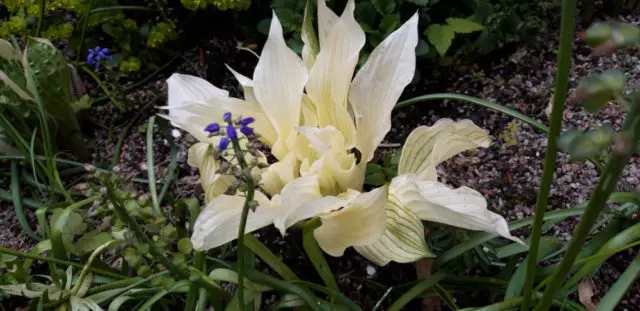 Hosta White Feather (White Feathers, White Feather): pagtatanim at pangangalaga, paglilinang, pagpaparami 3080_5