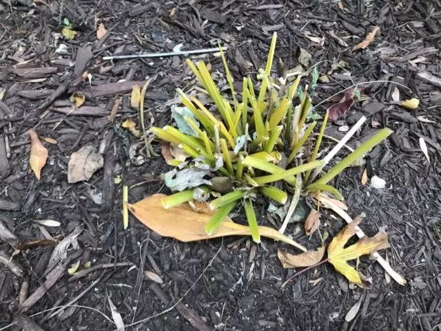 Hosta White Feather (Beyaz Tüyler, Beyaz Tüy): dikim ve bakım, yetiştirme, üreme 3080_6