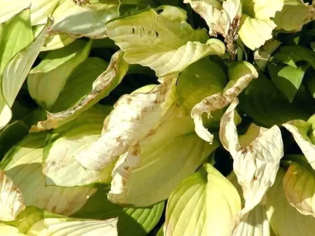 Hosta White Feather (White Feathers, White Feather): pagtatanim at pangangalaga, paglilinang, pagpaparami 3080_7