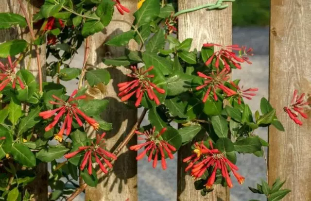 Honeysuckle ຂອງ Brown: Blanche Sandman, Fuchsia, Golden Trumpet, Dropmore Scarlet 3095_18