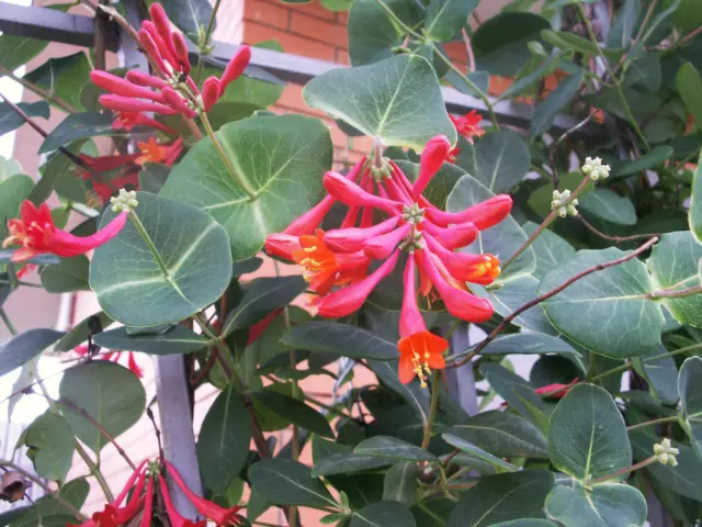 Brown's Honeysuckle: Blanche Sandman, Fuchsia, Golden Trumpet, Dropmore Scarlet 3095_3