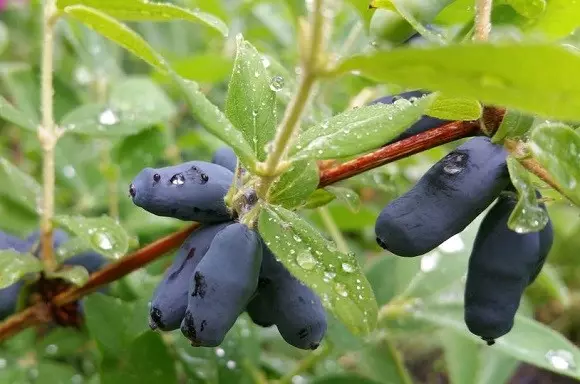 Vienkāršākais sausserža pavairošanas veids ar spraudeņiem: vasara, pavasaris un rudens, padomi 3096_9