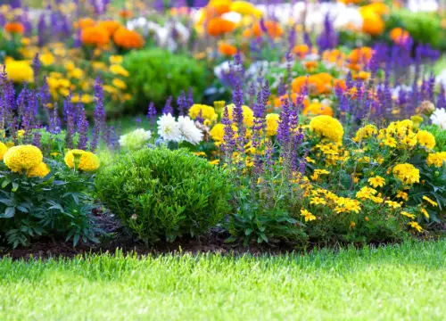 Perenni che fioriscono per tutta l'estate + foto con nomi