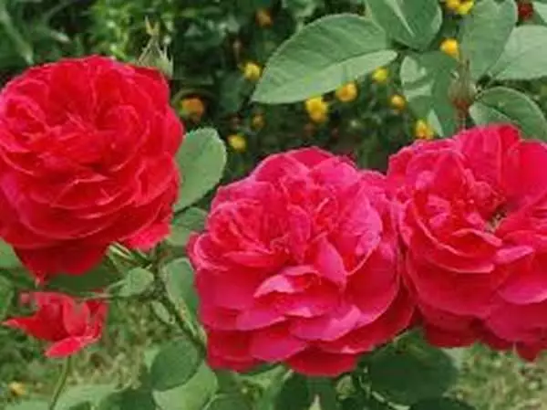 Ingelsk rose