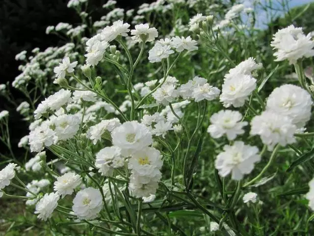 Gypsophila panikulata