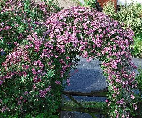 Clematis