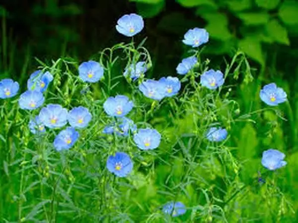 Stauden blühen den ganzen Sommer + Foto mit Namen 309_9