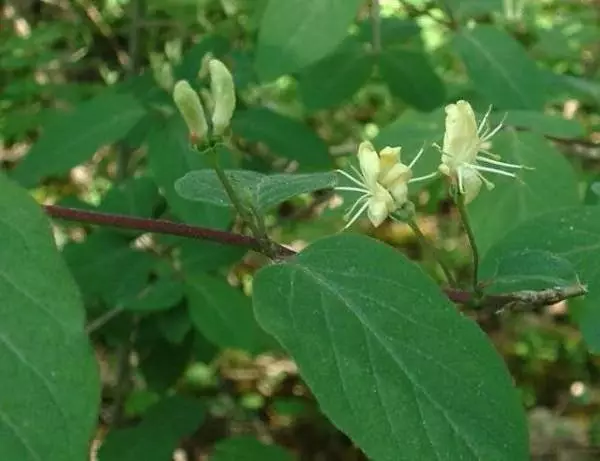 Yugan's honeysuckle: eseese ituaiga, ata, iloiloga 3102_3