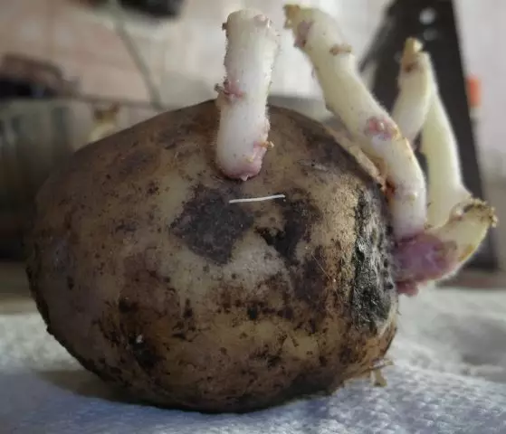 Potatoes Yana (Yanka): descrición da variedade, fotos, comentarios 3139_3