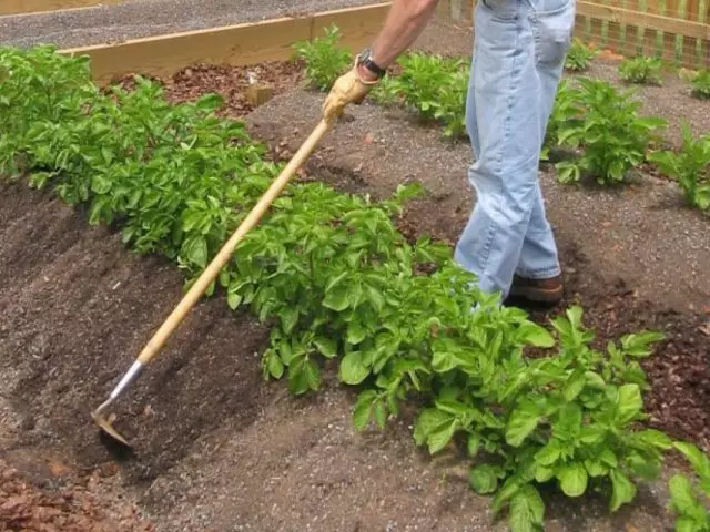 Potatoes Yana (Yanka): descrición da variedade, fotos, comentarios 3139_4