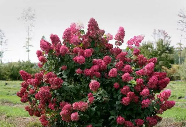 Panicle hydrangea Weems Red: foto, review, tanduran lan perawatan