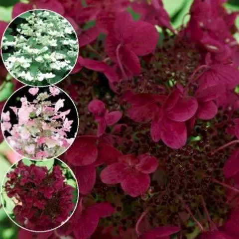 Panicle hydrangea Weems Red: عکس ، بررسی ، کاشت و مراقبت 314_3