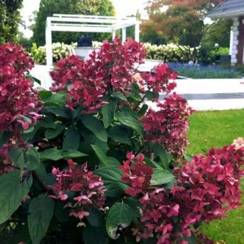 Panicle hydrangea Weems Red: عکس ، بررسی ، کاشت و مراقبت 314_4