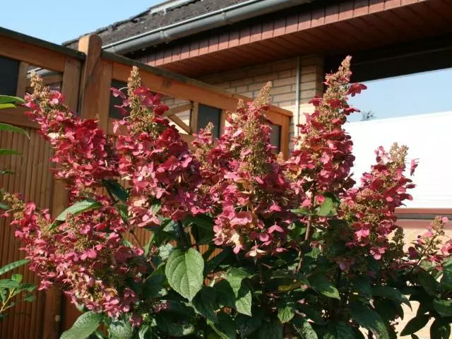 Panicle hydrangea Weems Red: عکس ، بررسی ، کاشت و مراقبت 314_5