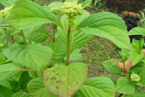 Panicle hydrangea Weems Red: عکس ، بررسی ، کاشت و مراقبت 314_9