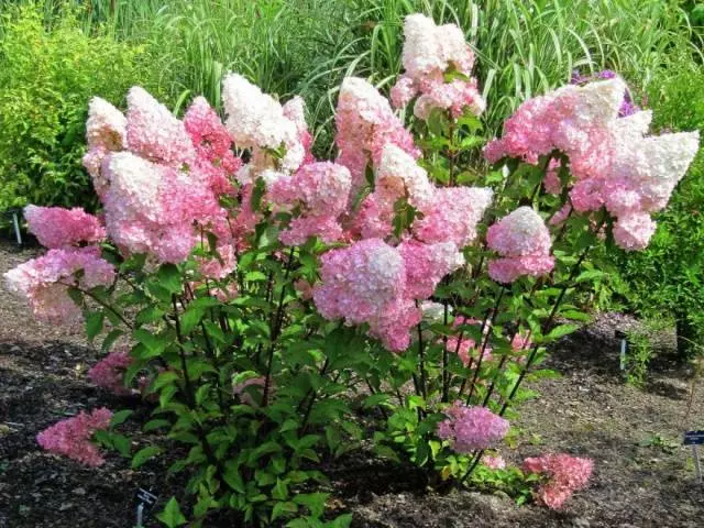 Panicle hydrangea Vanilla Freise: фото, отырғызу және күтім, көбею, шолулар 318_2