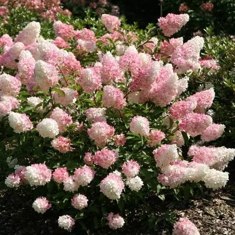 Panicle hydrangea Vanilla Freise: pikicha, kudyara uye kuchengetedza, kubereka, ongororo 318_3