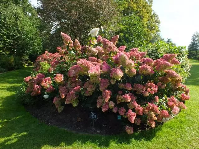 Panicle hydrangea Vanilla Freise: litrato, pagtanum ug pag-atiman, pagsanay, pagsubli 318_4