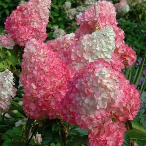 Panicle hydrangea Vanilla Freise: pikicha, kudyara uye kuchengetedza, kubereka, ongororo 318_5