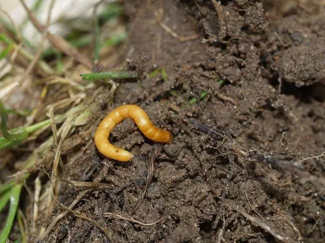 Come trattare le carote dai parassiti: dopo la germinazione, a luglio, nel terreno, a giugno, rimedi popolari 3191_7