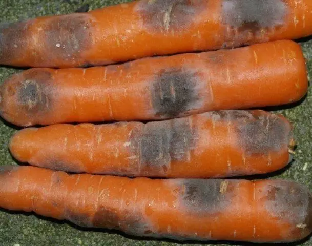 Maladies des carottes pendant la culture et le stockage: photo, description, traitement avec des remèdes populaires 3196_1