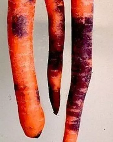 Diseases of carrots during cultivation and storage: photo, description, treatment with folk remedies 3196_11