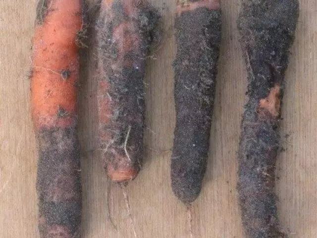 Diseases of carrots during cultivation and storage: photo, description, treatment with folk remedies 3196_5