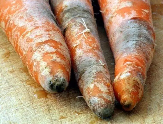 Diseases of carrots during cultivation and storage: photo, description, treatment with folk remedies 3196_6