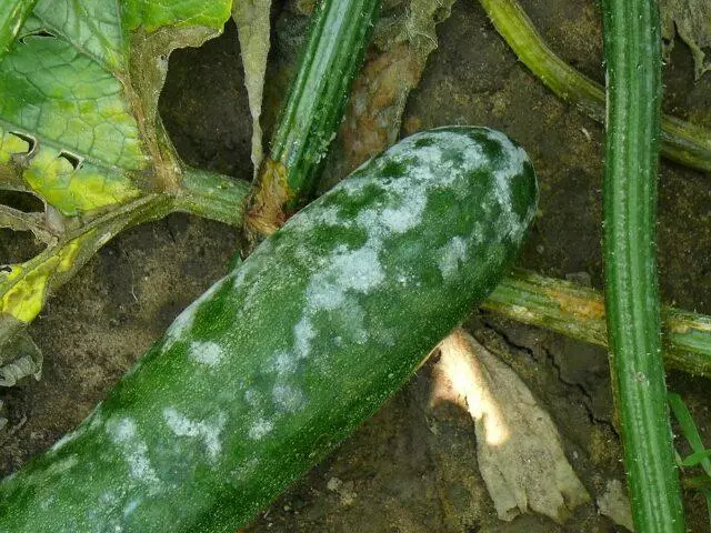 Tizón tardío (tizón tardío) en pepinos en un invernadero: una foto, cómo tratar, remedios caseros 3202_16