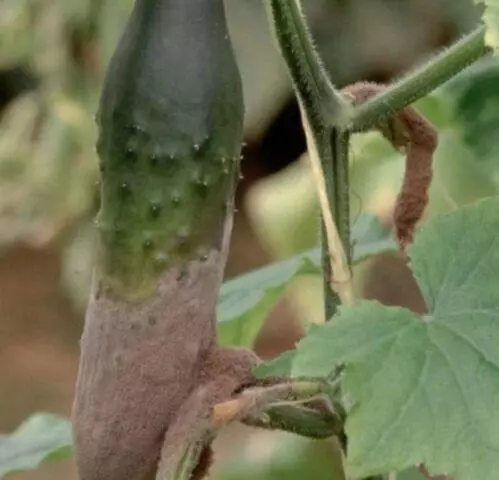 Lobhadh liath ar cucumbers i cheaptha teasa: grianghraf, cóireáil, conas a phróiseáil, cad atá le déanamh 3203_1