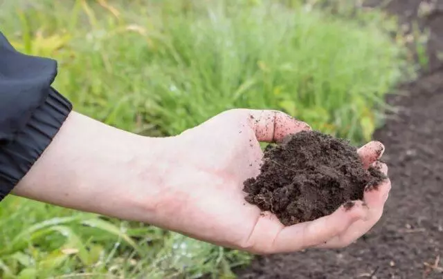 Tưới dưa chuột bằng thuốc tím: trong nhà kính, sẽ tạo ra tỷ lệ, trong quá trình đậu quả 3209_4